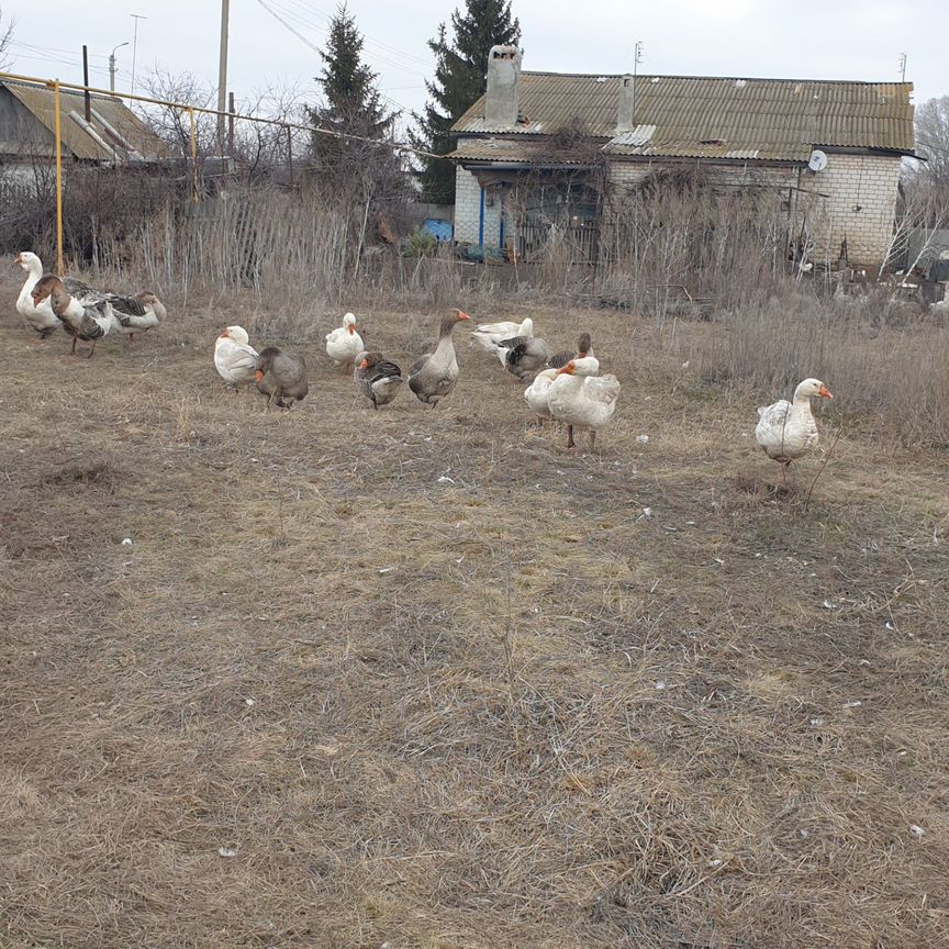 Продаются гуси на племя 2 семьи