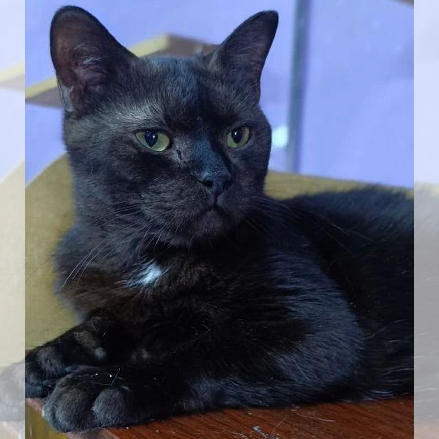 Взрослый кот в добрые руки