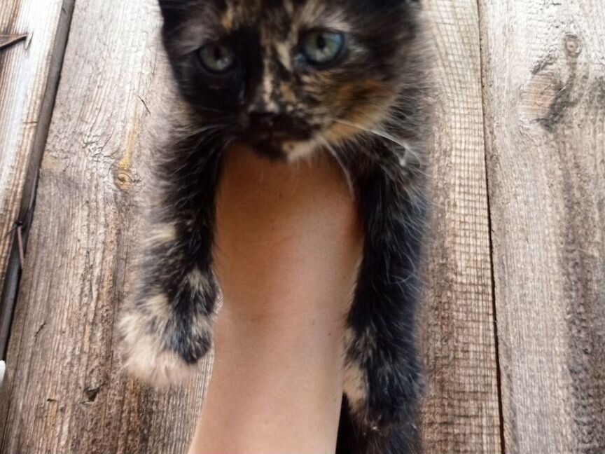 Котёнок 1,5 мес. Девочка. Кошечка