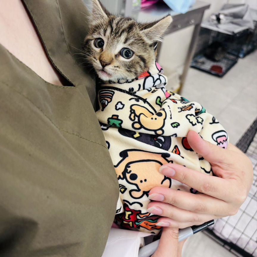 Европейский короткошёрстный котёнок