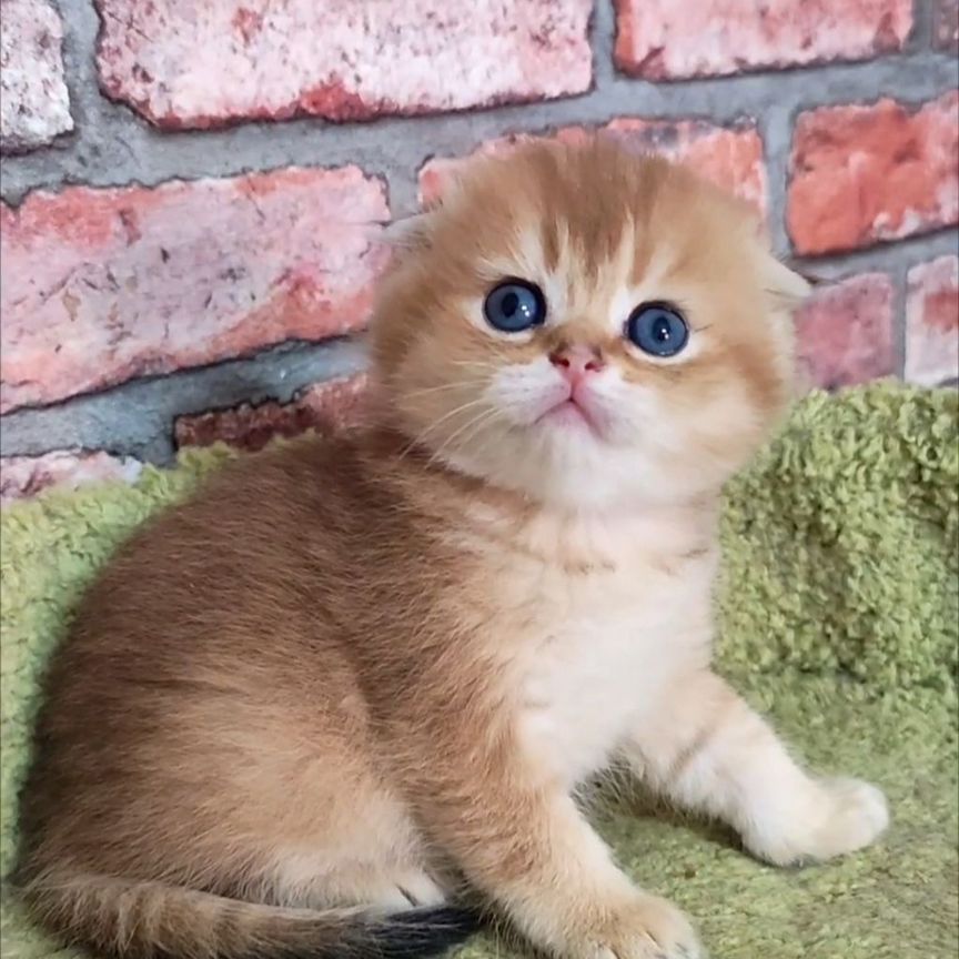 Шотландский малыш