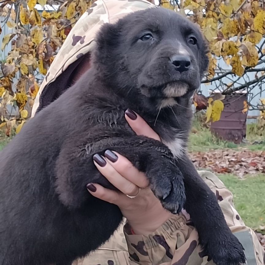 Среднеазиатская овчарка, щенок