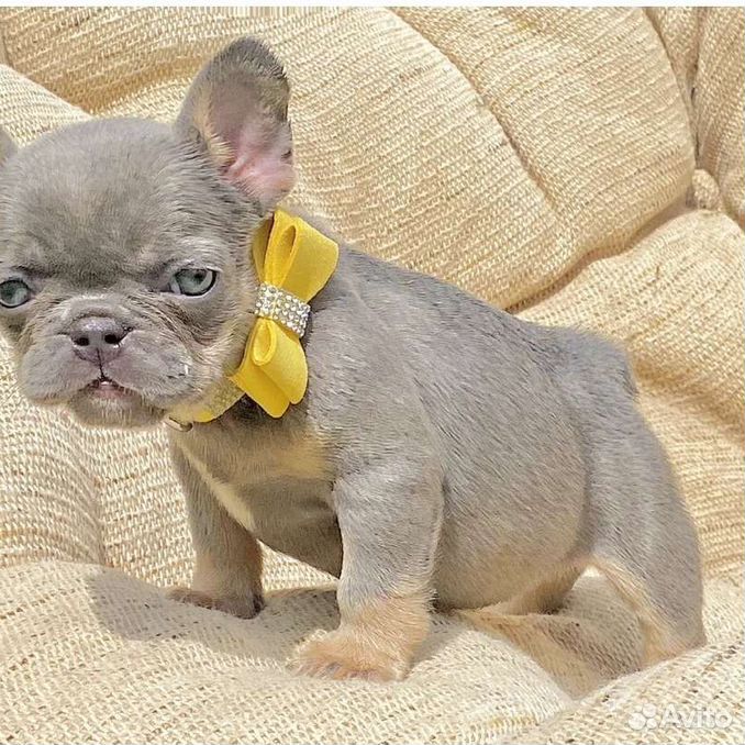 Крошечная куколка