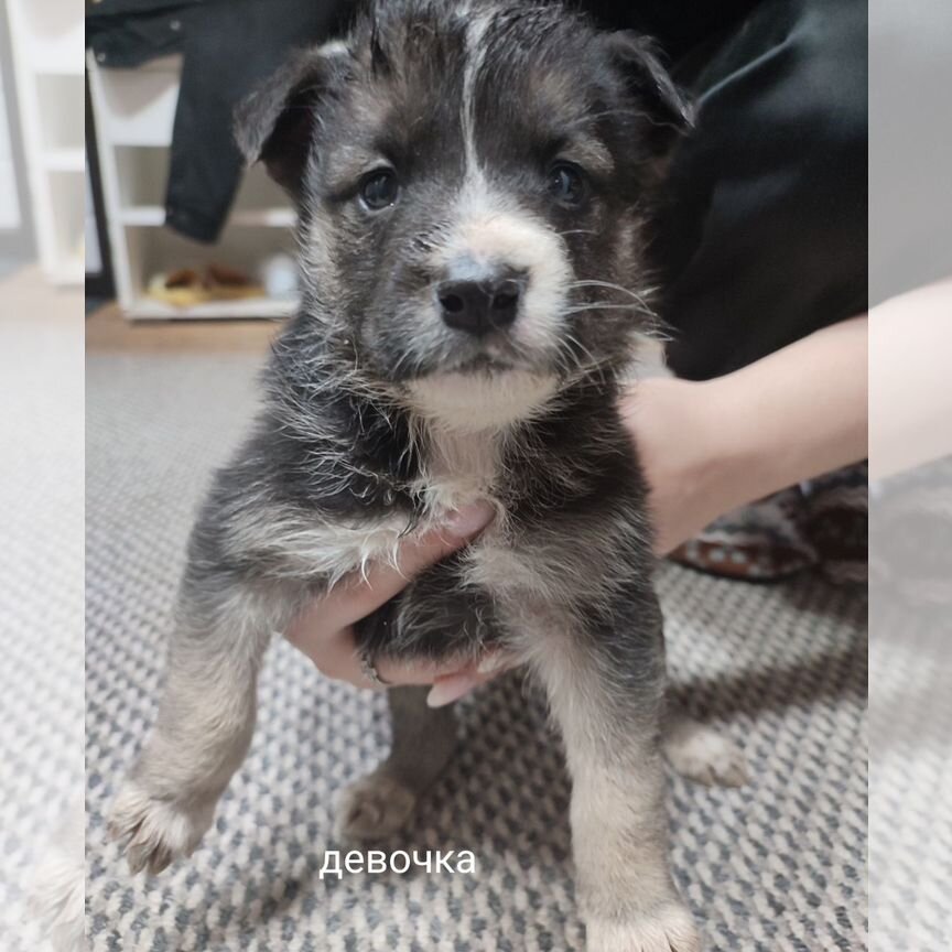 Кутята в добрые руки