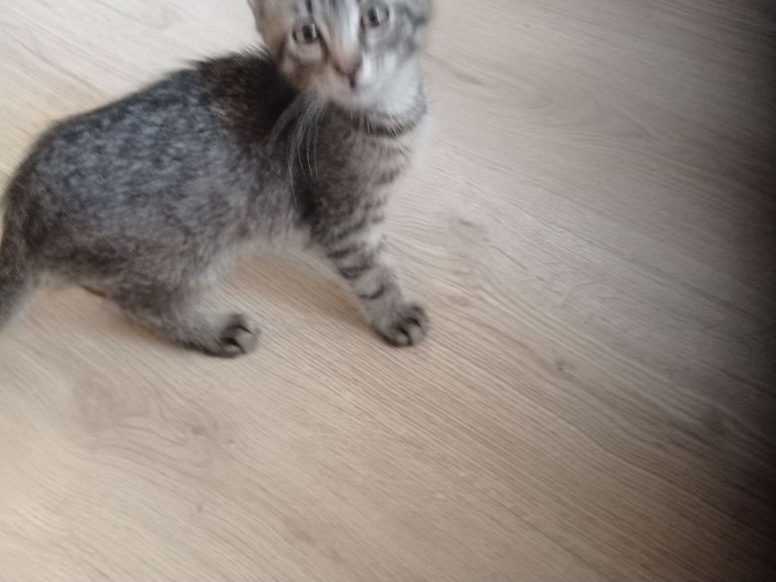 Кошки