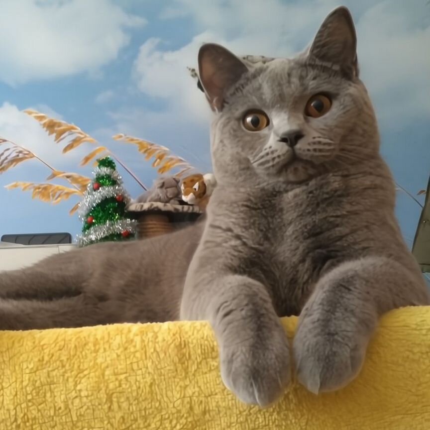 Шотландский прямоухий короткошёрстный, взрослый кот