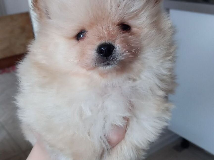 Щенки шпица