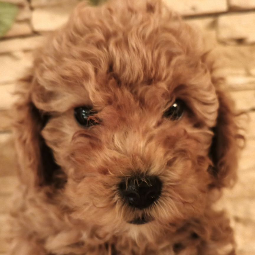 Той-пудель, щенок