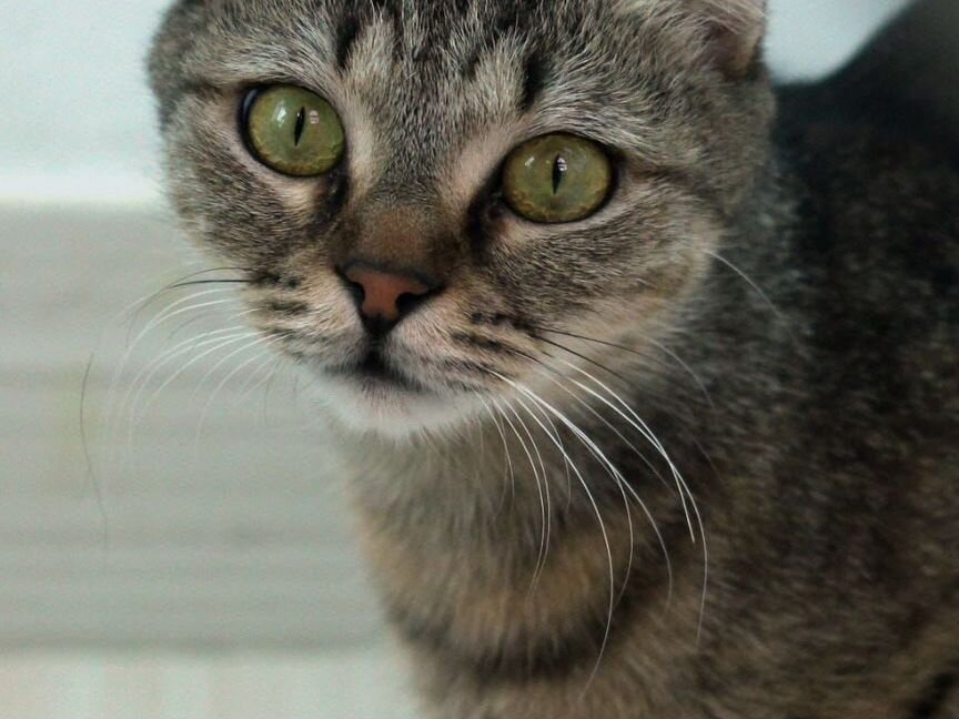 Шотландская кошечка 1 год