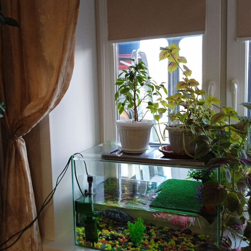 Террариум для красноухой черепахи