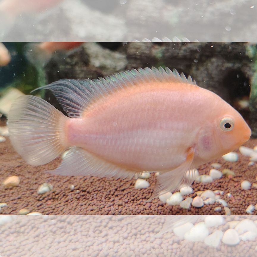 Цихлиды "Розовый фламинго"