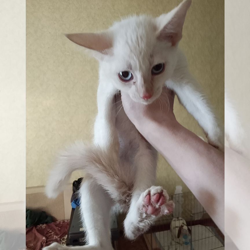 Белый котенок с голубыми глазами