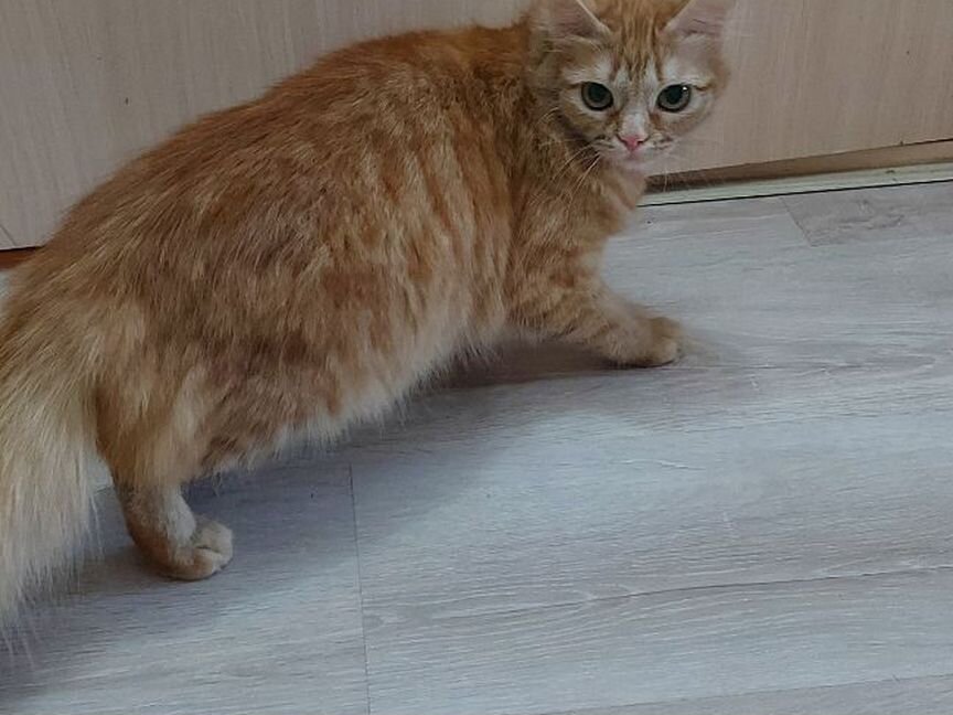 Найдена кошка в Академе, отдам