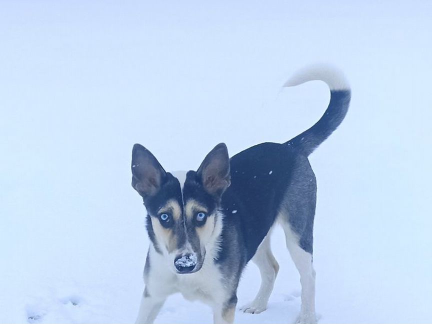 Помесь хаски. Девочка 5месяцев