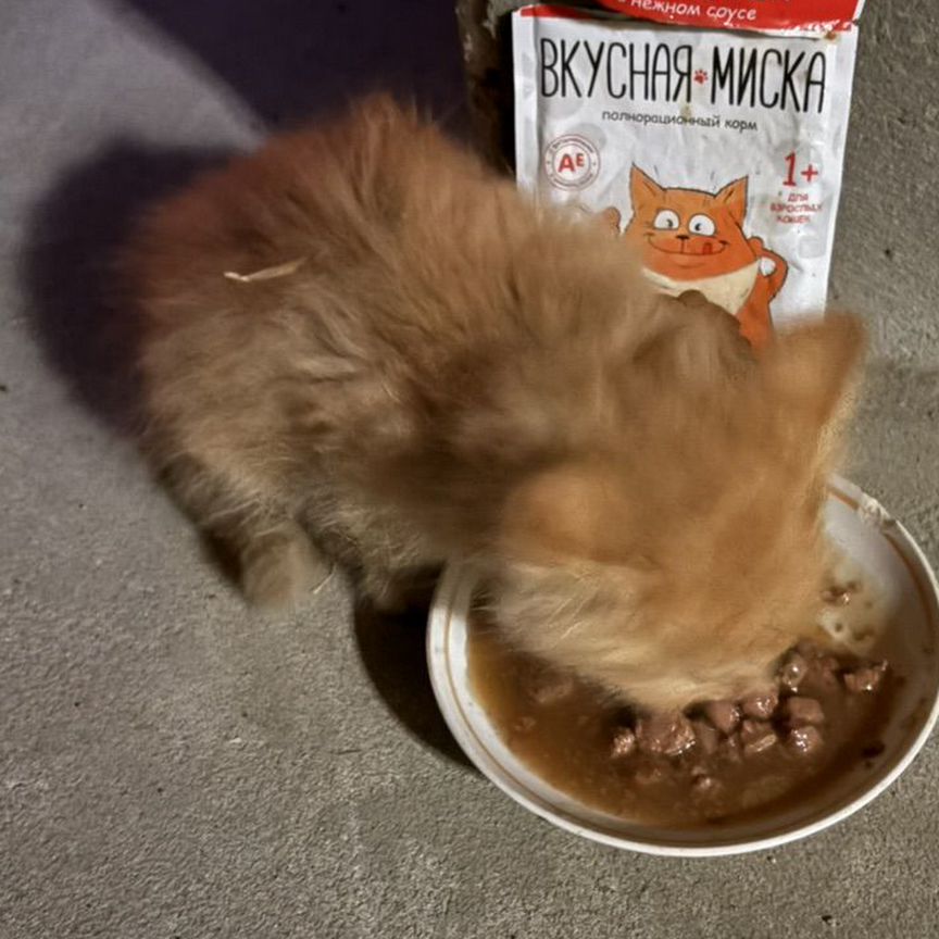 Котёнок в добрые руки