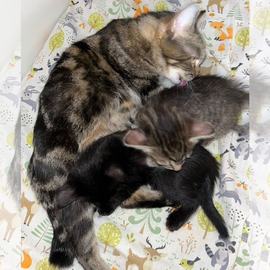 Отдам красивых котят