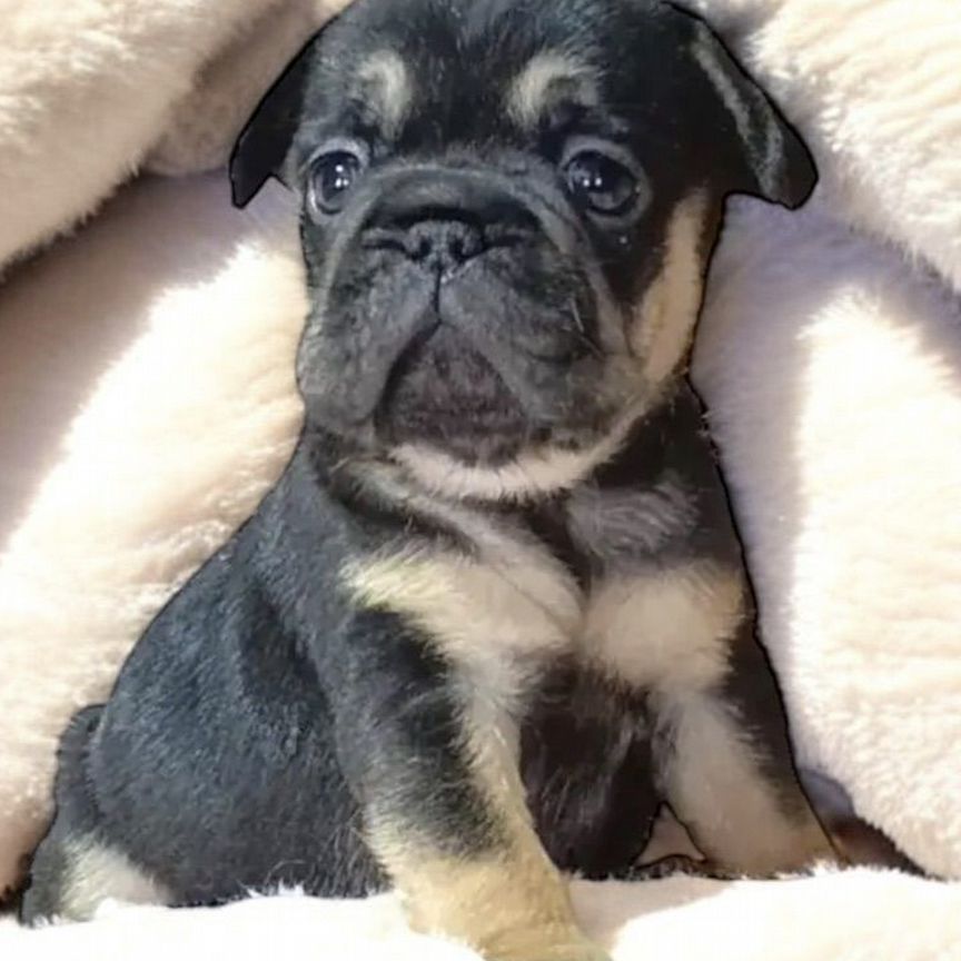 Мопс, щенок