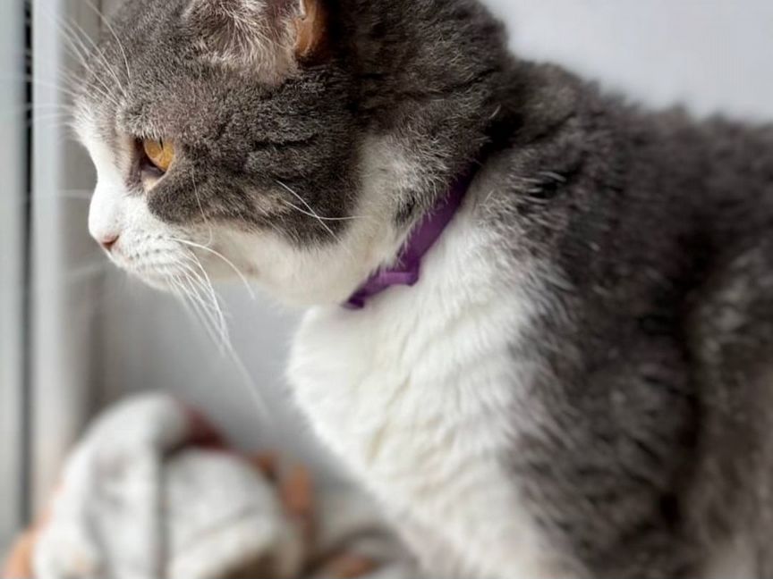 Маруся в добрые руки