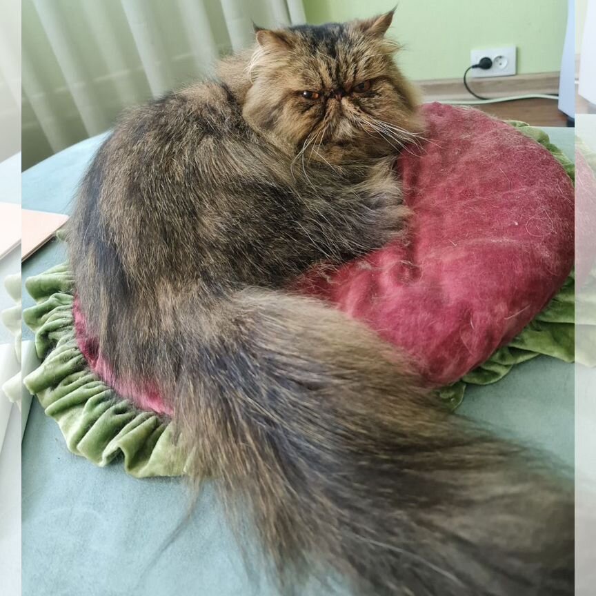 Персидский, взрослый кот