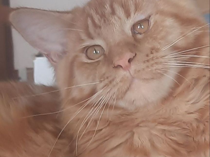 Мейн-кун Андрюша