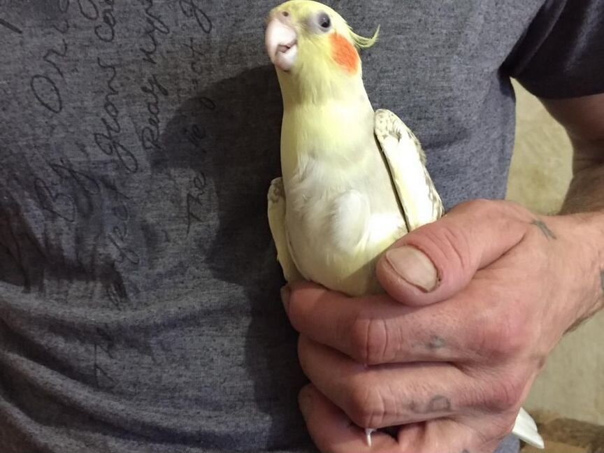 Попугай корелла