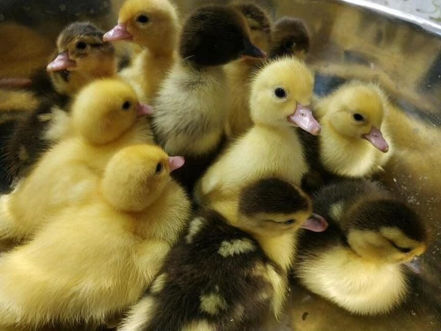 Индоутята с индоуткой