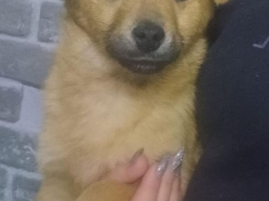 Девочки стерилизованные