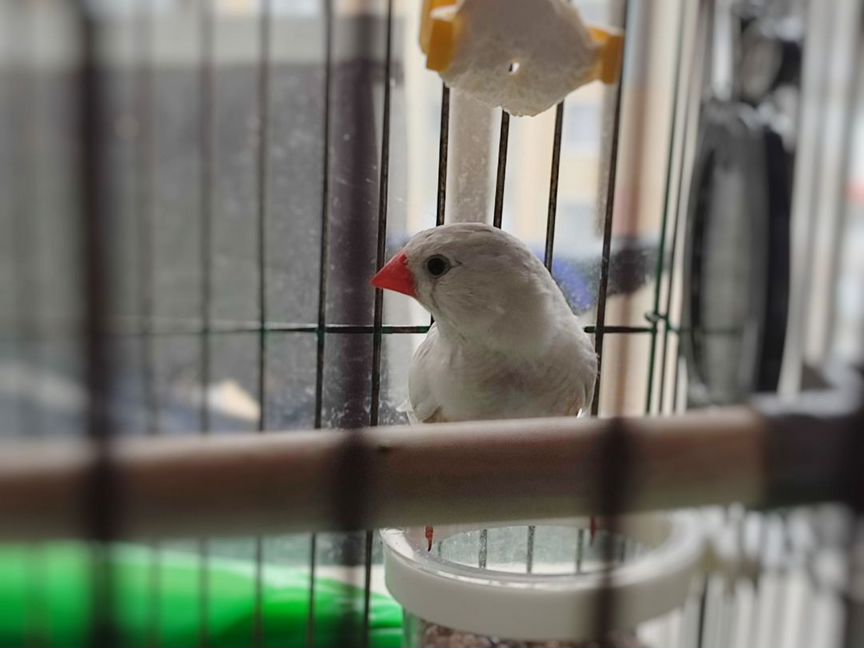 Амадин самец