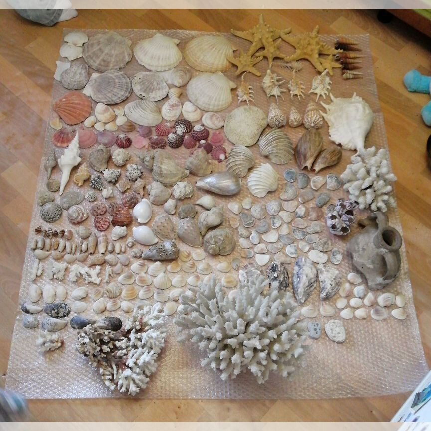 Ракушки кораллы