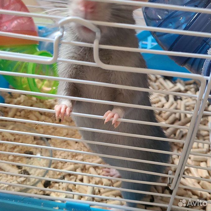 Продаю крыску 4 месяцев имя Сплинтер