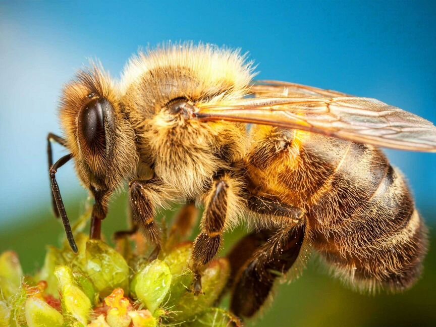 Все для пчеловодства