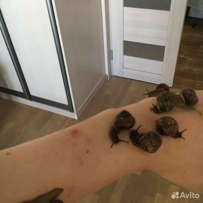 Виноградные улитки-домашние жирафчики