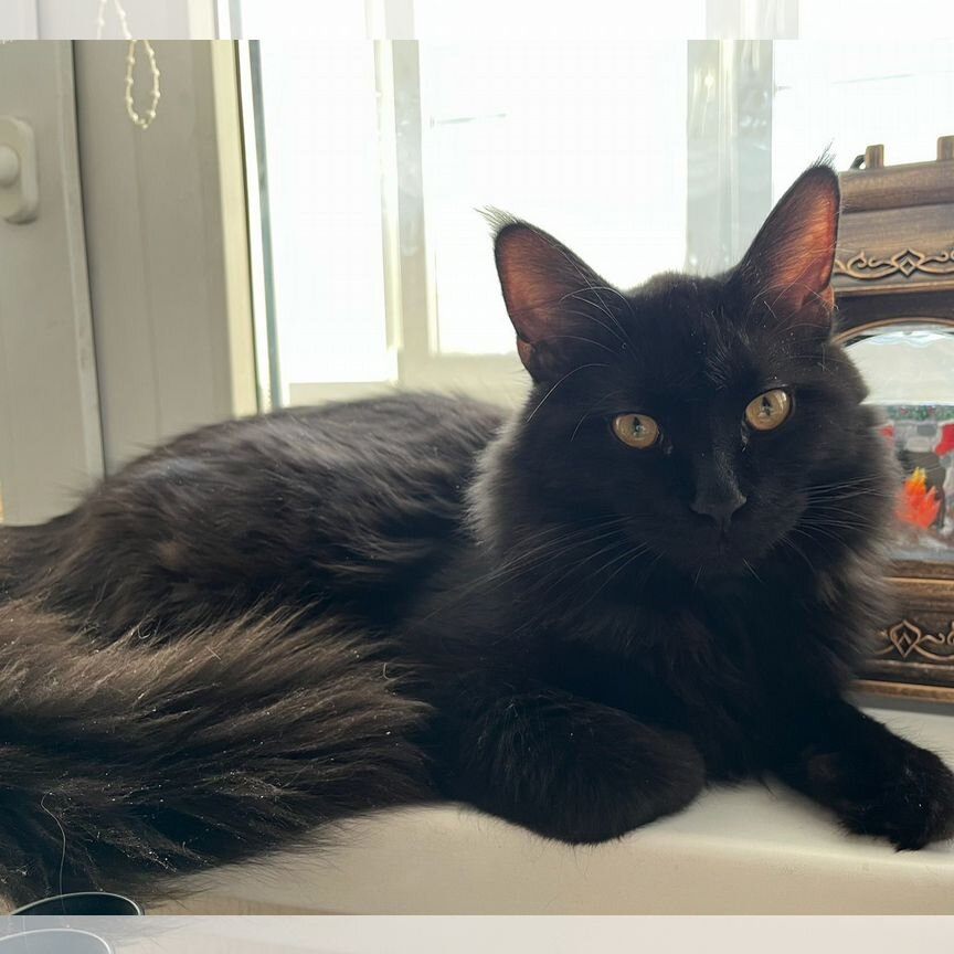 Мейн-кун котёнок