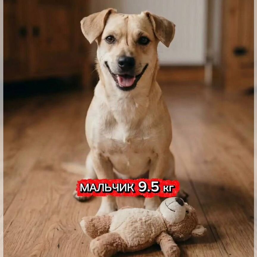 Взрослый пёс в добрые руки