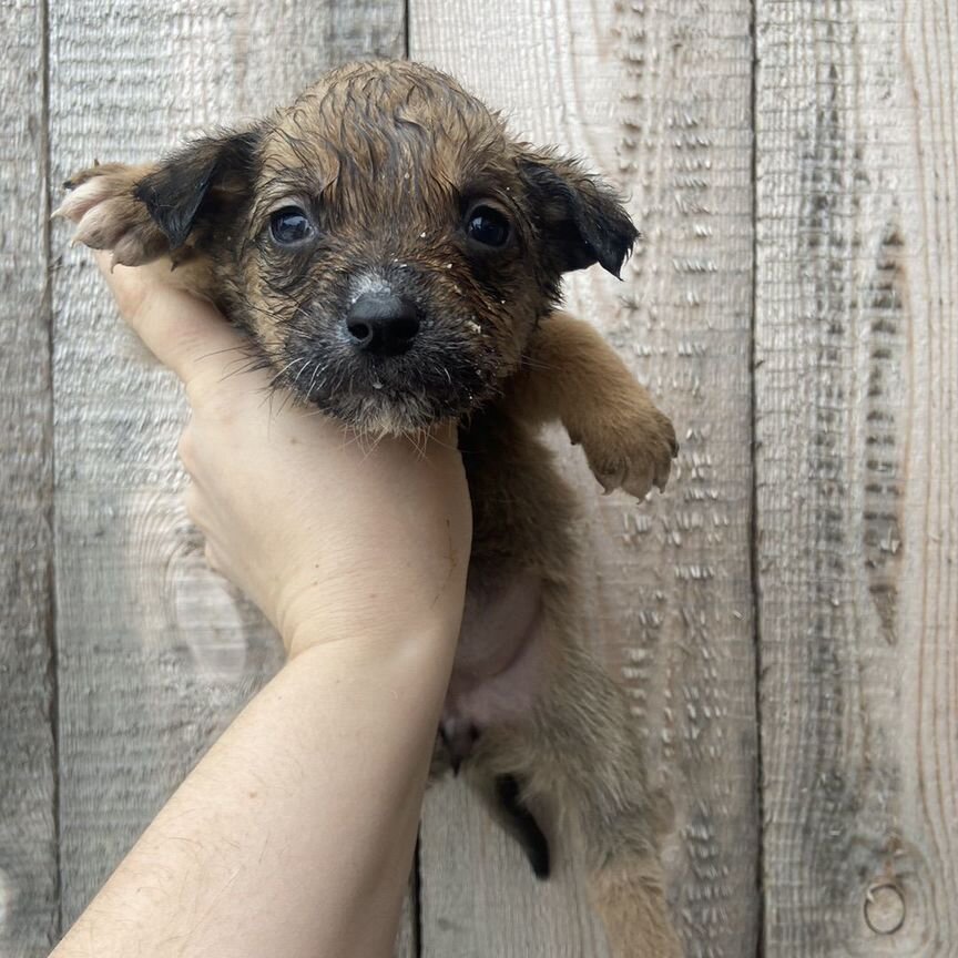 Щенок мелкий для квартиры