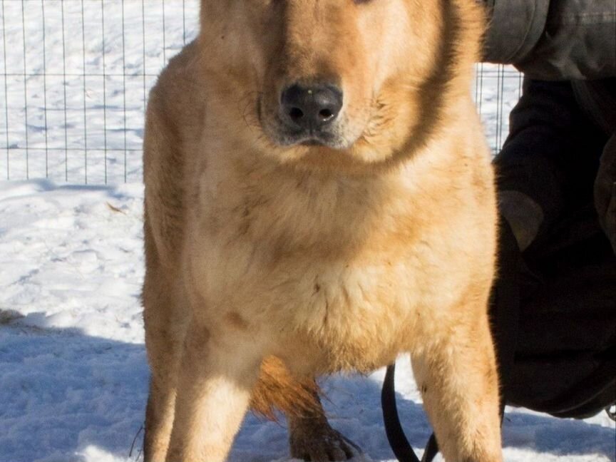 Кобель Геркулес в хорошую семью бесплатно