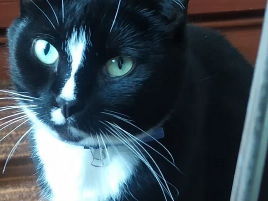 Кошка Дусенька