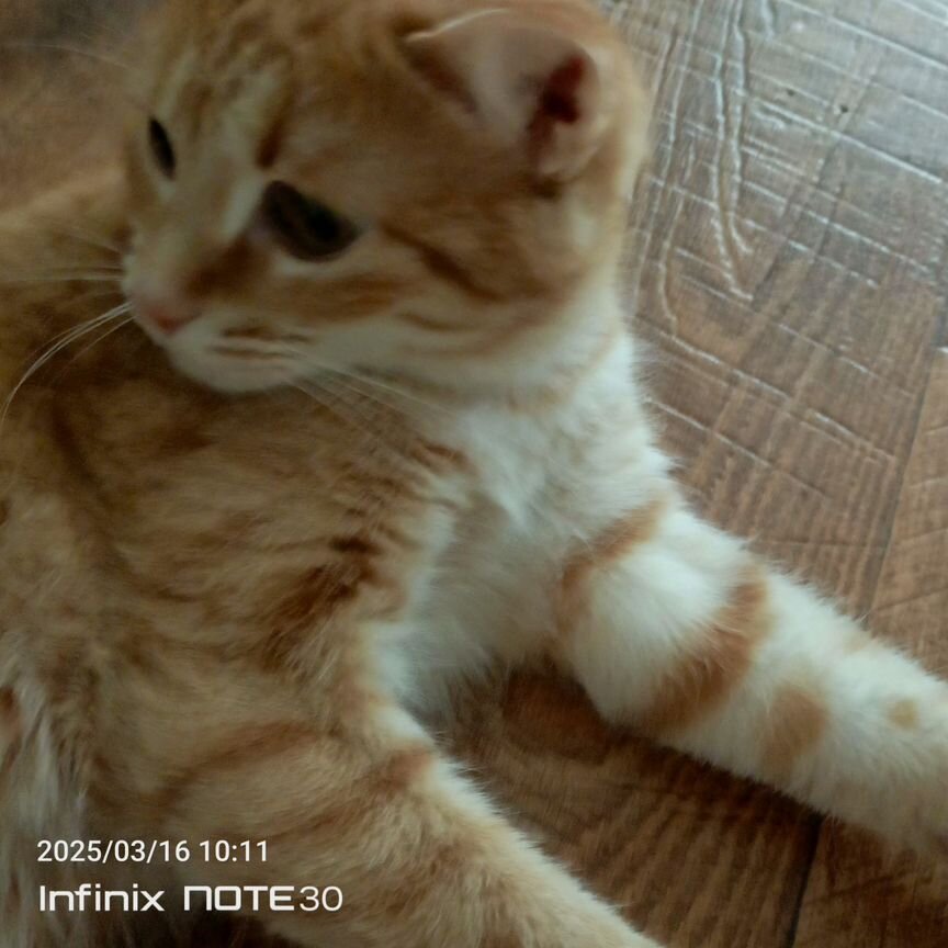 Отдам кошечку 1,5 года