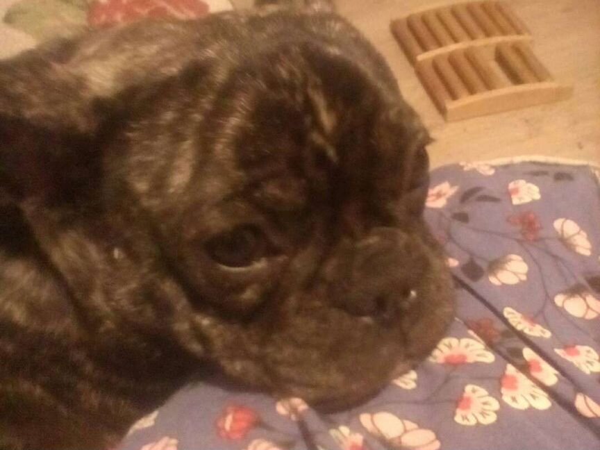 Девочка француженка