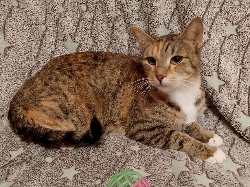 Кошечка после стерилизации, неужели снова улица