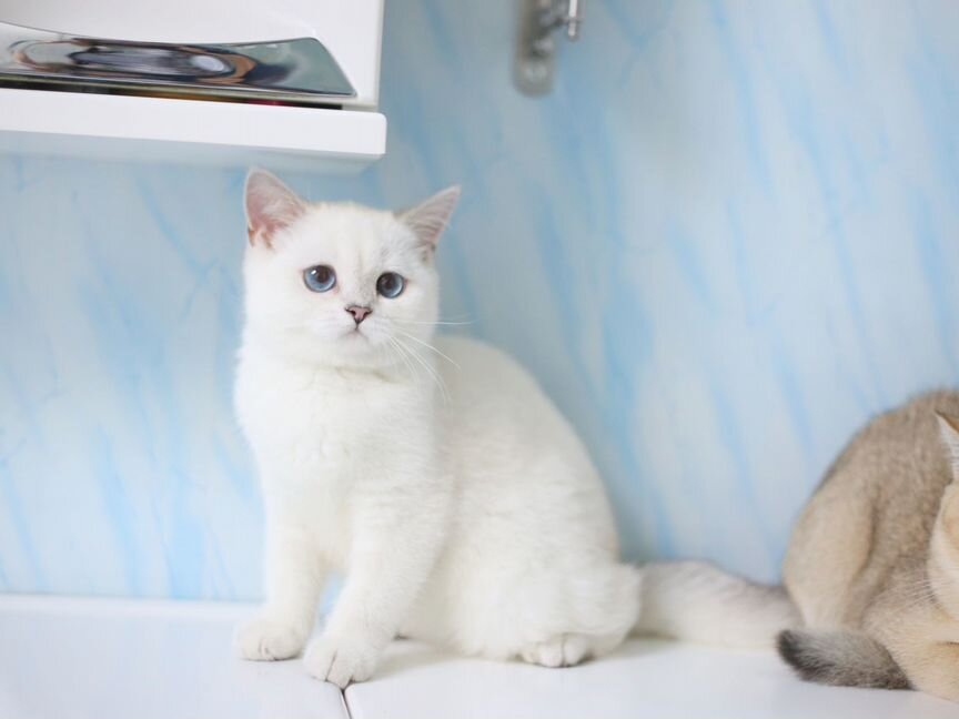 Британский котик серебристая шиншилла поинт