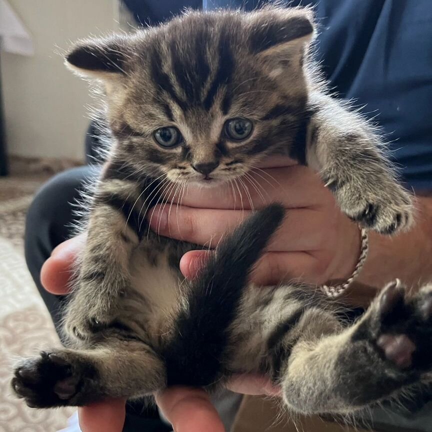 Шотландский вислоухий короткошёрстный котёнок