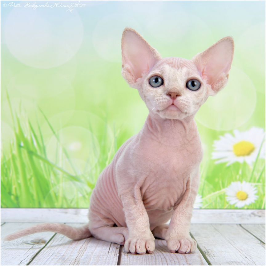 Сказочный эльф