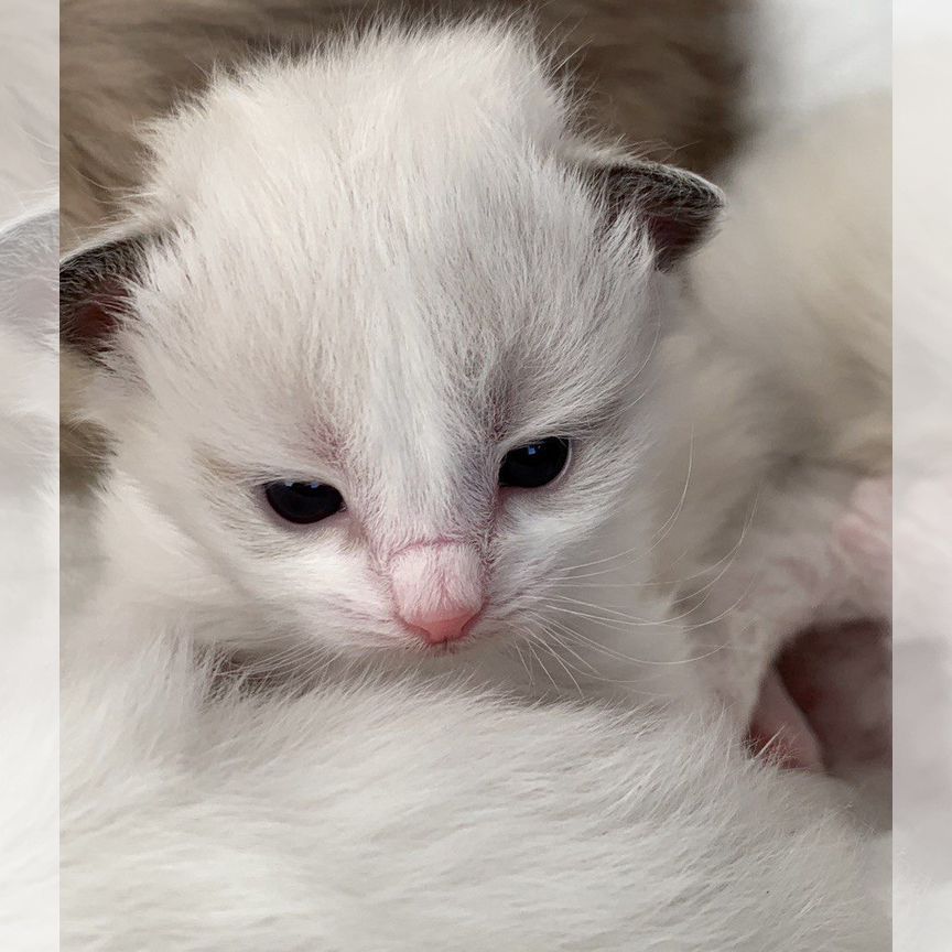 Котята регдолл