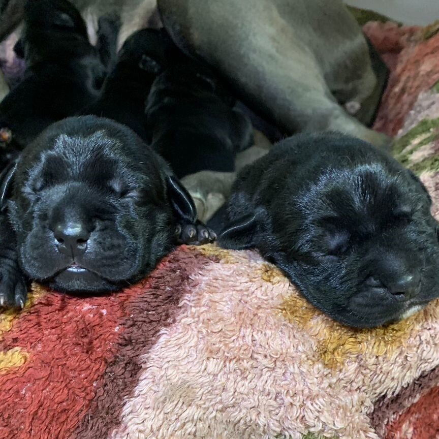 Щенки Кане-Корсо девочки