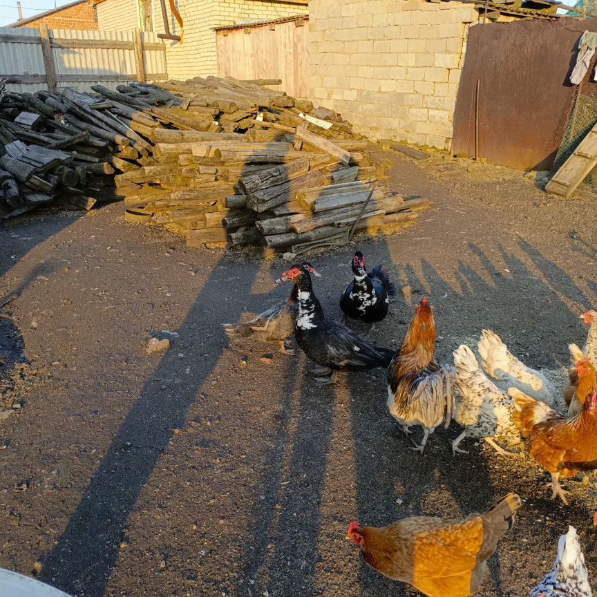 Индоутки тяжелой линии