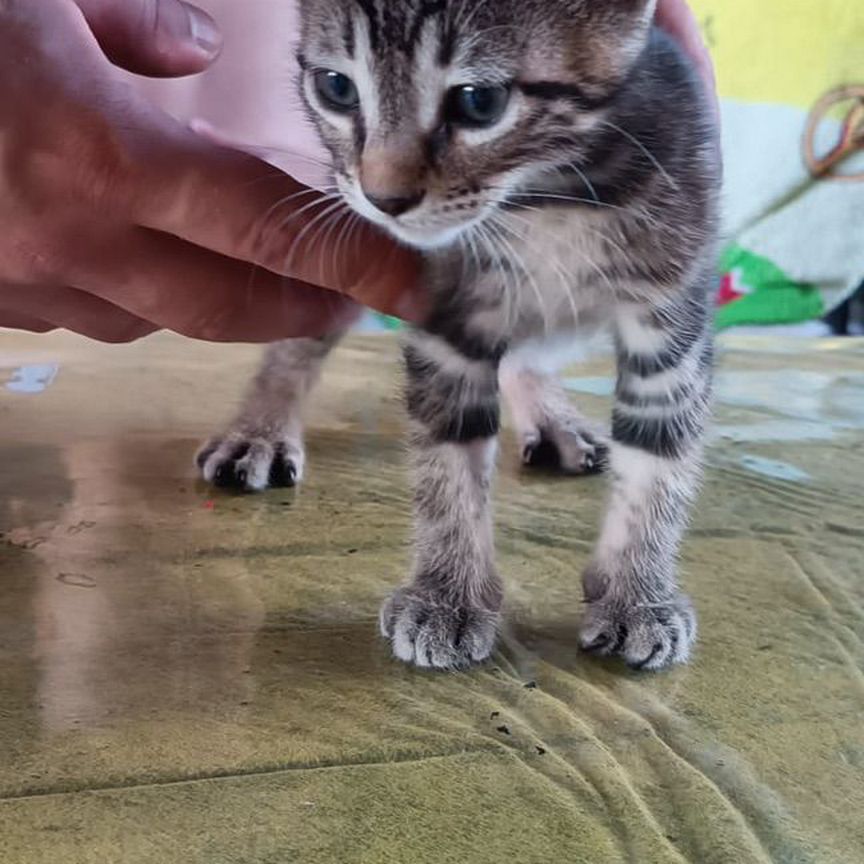 Котики