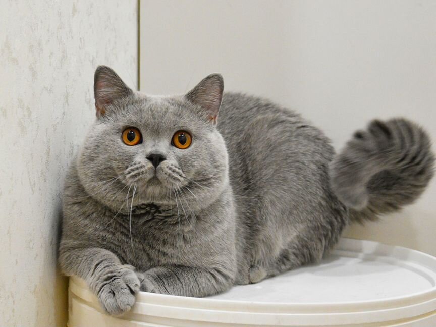 Чистокровный британец