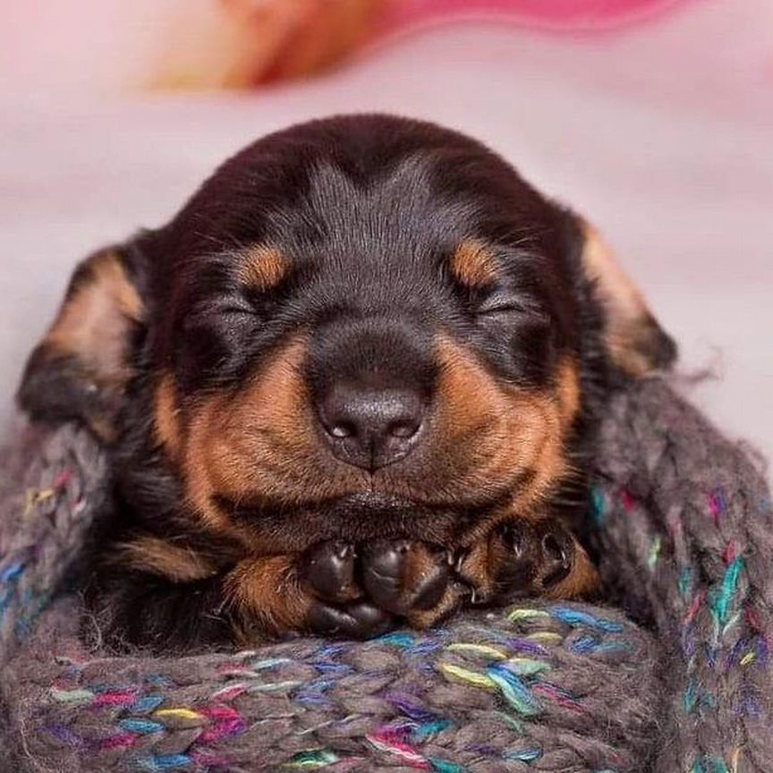 Карликовая такса, щенок