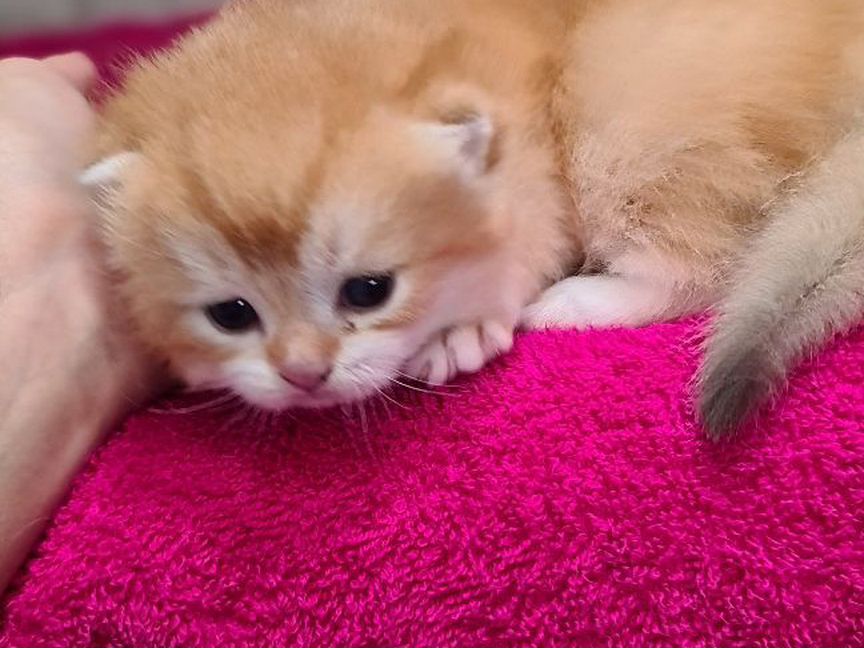 Котятки золотая шиншилла